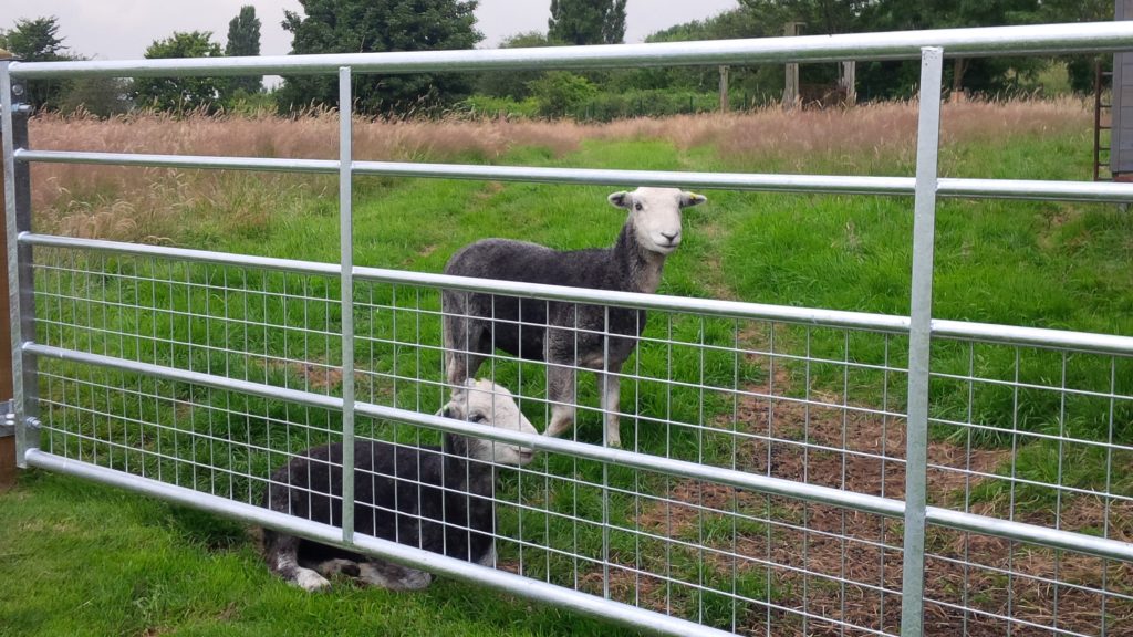 Steel Field Gates - Built by Bison